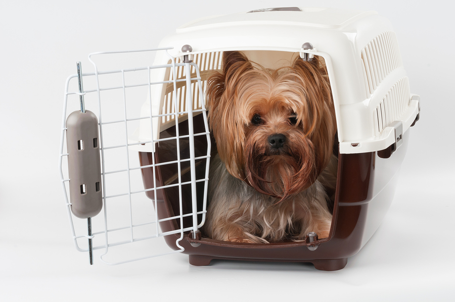 Traveling With Your ESA on Planes | Therapy Pet