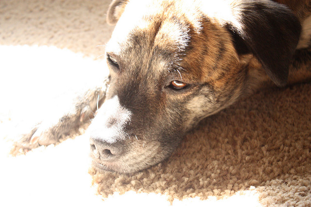 Lethargic Dog? Top Ways To Increase Their Energy | Therapy Pet