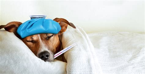Signs Your Dog Is Sick: Top 5 Indicators | Therapy Pet