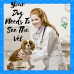 Answer To: How Frequently Should I Take My Dog to the Vet? | Therapy Pet