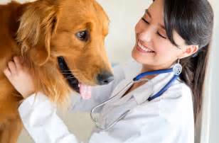 Quickly Learn How Pet Therapy Works | Therapy Pet