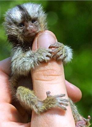 A Finger Monkey: The Complete Guide | Therapy Pet