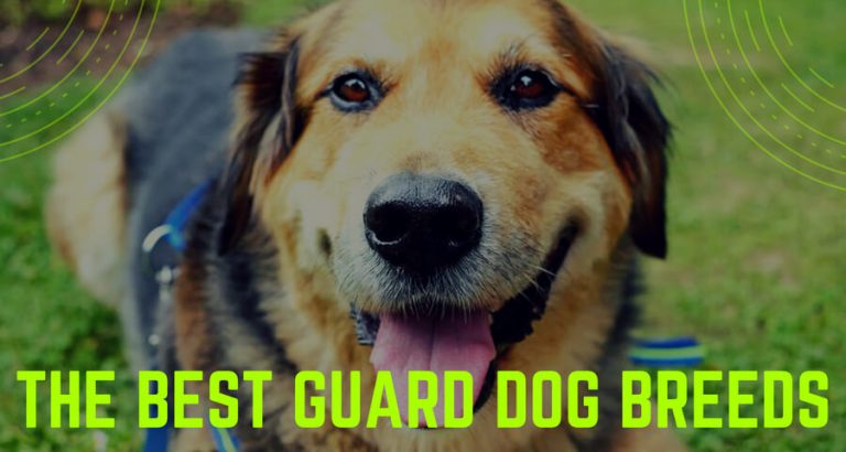 The 7 Best Guard Dog Breeds For Safety | Therapy Pet