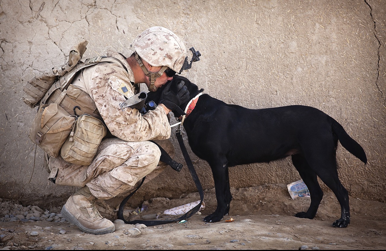 Service Dogs For Veterans Helping American Heros Therapy Pet