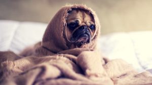 11 Best Miniature Dog Breeds for Therapy | Therapy Pet