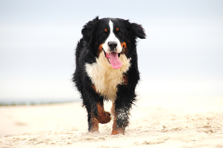 Bernese Mountain Dogs: Facts About This Farm Canine