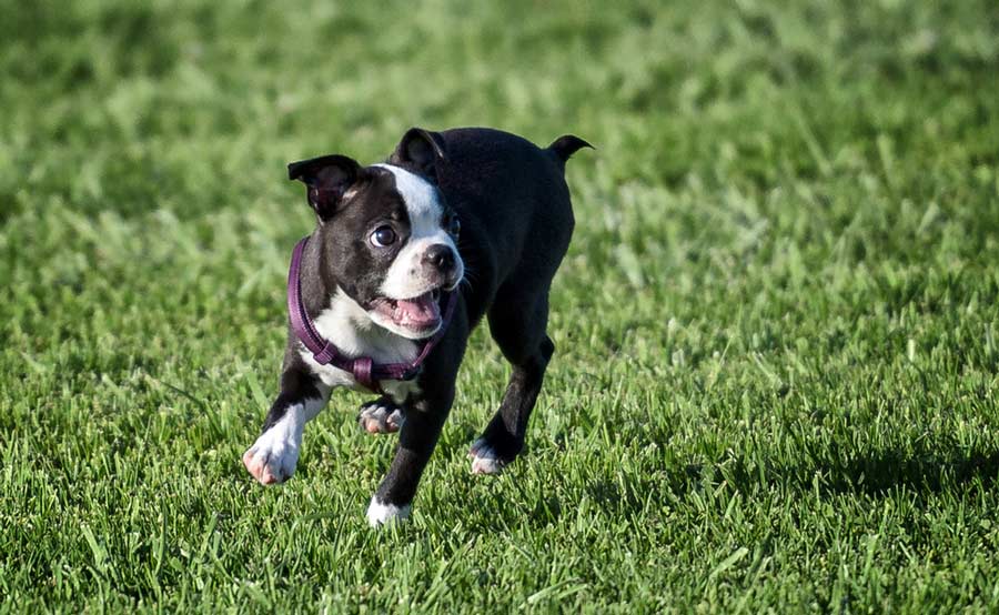 Boston Terriers: Little Know Facts About This Breed