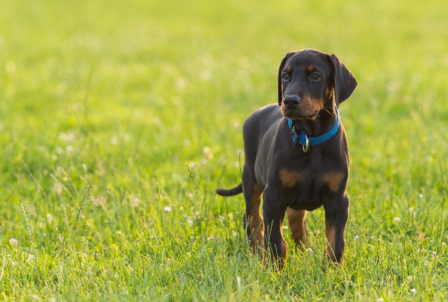 Doberman Pinschers: The Good & Bad About This Breed