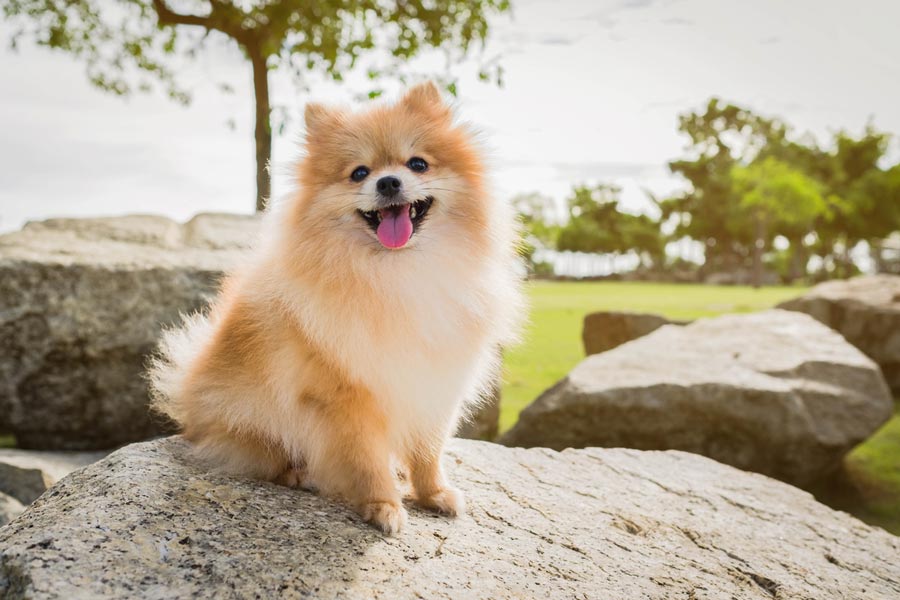 Pomeranians: A Fluffy, Fun-loving Breed