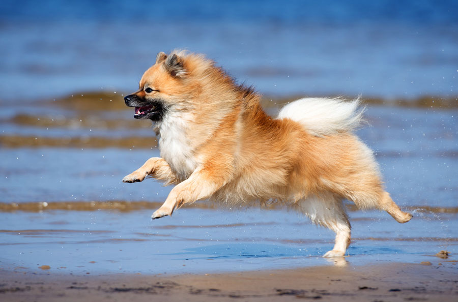 Pomeranians: A Fluffy, Fun-loving Breed