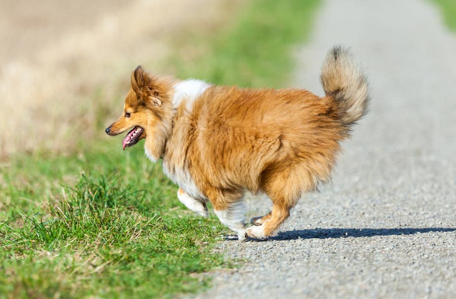 Shetland Sheepdogs: Fun Facts About This Famous Breed