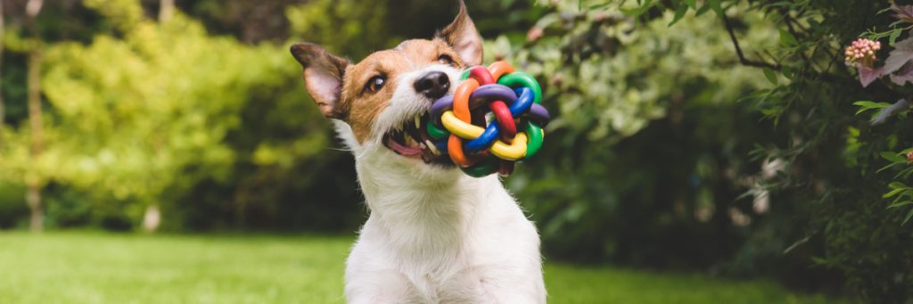 Why Does My Dog Shake His Toy? | Therapy Pet