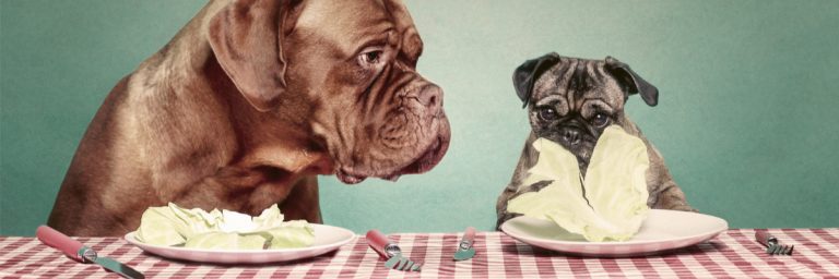 Mast Cell Tumor (MCT) In Dogs | Therapy Pet