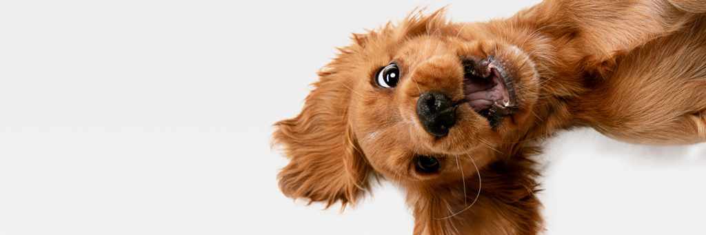 Cuban Dogs: Fun Facts Everyone Will Love | Therapy Pet