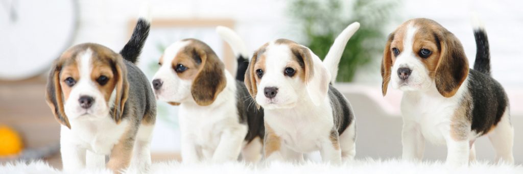 11 Best Miniature Dog Breeds for Therapy | Therapy Pet