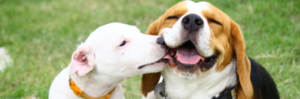 Maltipoos: Meet the Fluffy Dog of Your Dreams | Therapy Pet