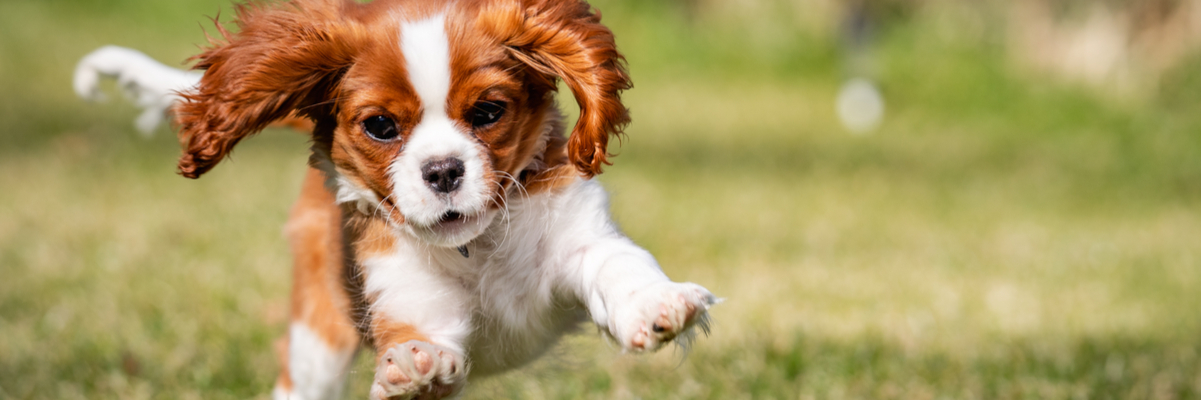 Can Any Doctor Prescribe An ESA Therapy Pet