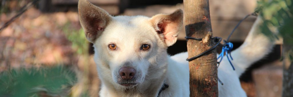 Loratadine For Dogs: Safety & Treatment Guidelines | Therapy Pet