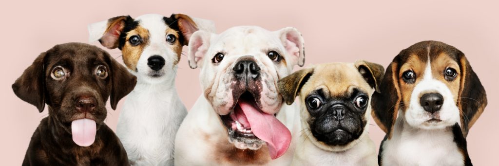 Can I Get An Emotional Support Dog For Anxiety Therapy Pet can-i-get-an-emotional-support-dog-for-anxiety-therapy-pet