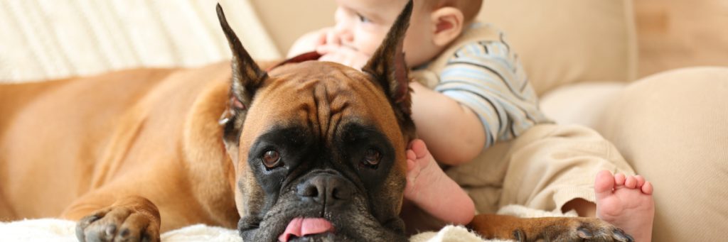 How Do I Ask My Therapist for ESA? | Therapy Pet