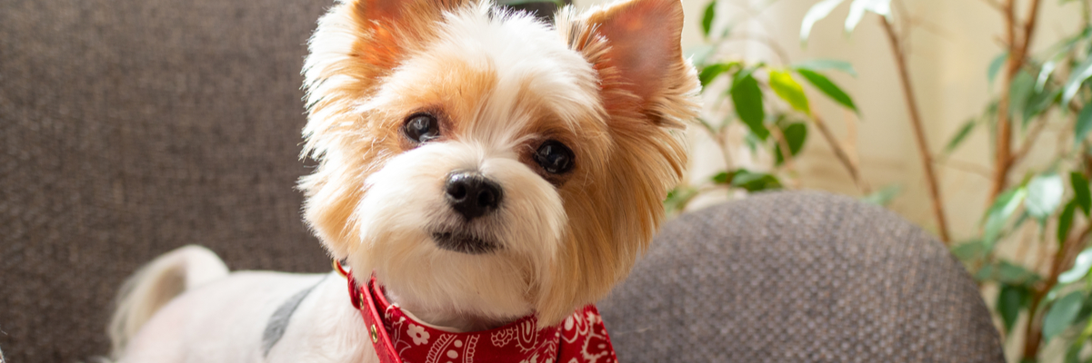 How Much Does An ESA Cost Therapy Pet